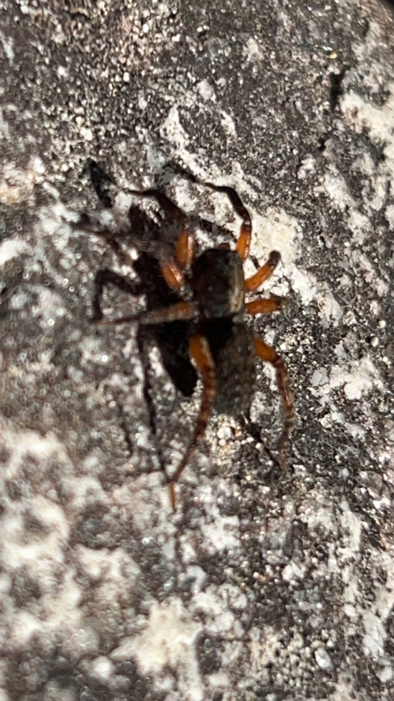 Trochosa sepulchralis from Cedar Mountain on March 06, 2022 at 10:23 AM ...