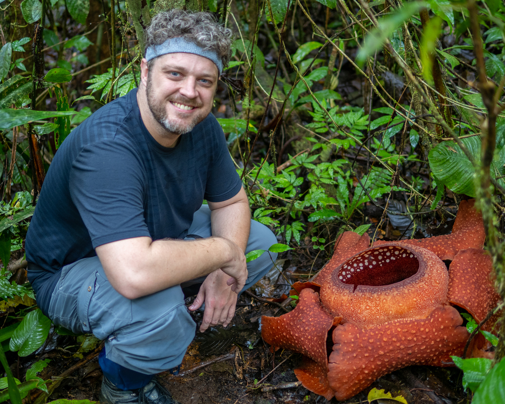 Rafflesia kerrii from Lojing Highlands, Kelantan, Malaysia on February ...