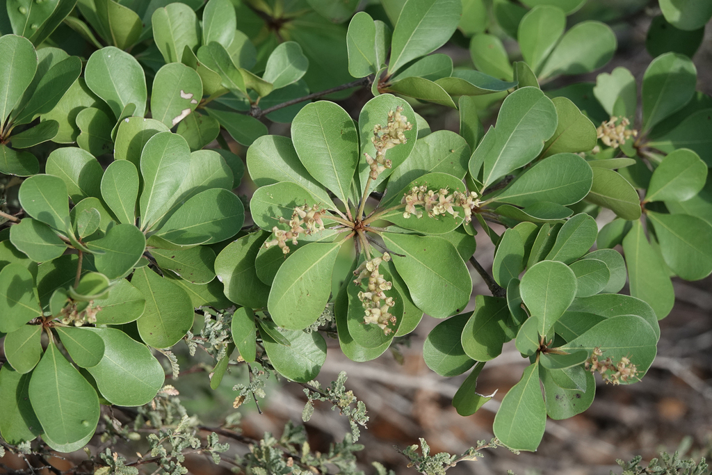 Gregorywood (Terminalia buceras) - Botanical Realm
