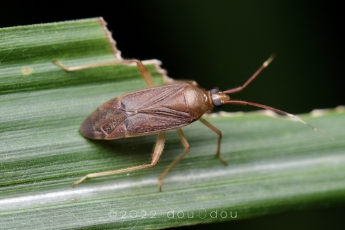 Genus Tolongia · iNaturalist