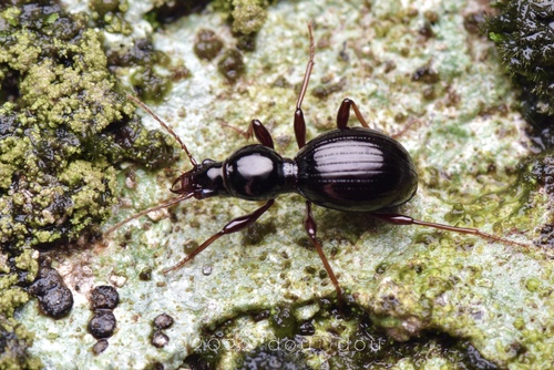 Genus Broscosoma · iNaturalist