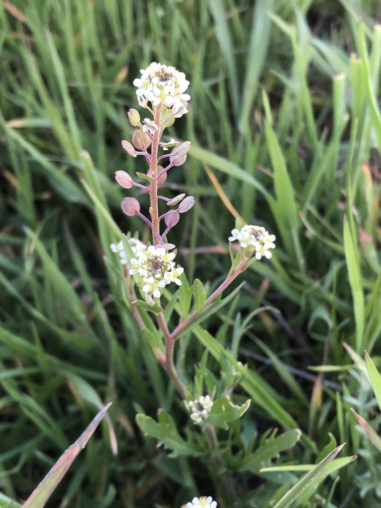 Shining Pepperweed from Lompoc, CA, US on March 3, 2022 at 10:27 AM by ...