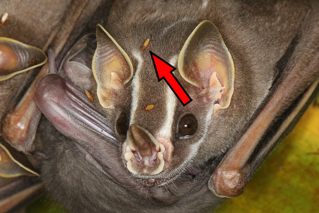 Streblid bat flies from Provinz Puntarenas, Costa Rica on February 16 ...
