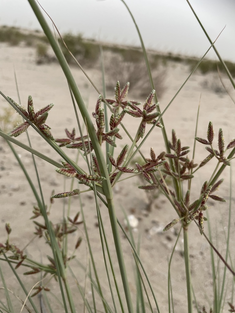 Cyperus arenarius from Al Bahiya, Abu Dhabi, Abu Dhabi, AE on March 07 ...