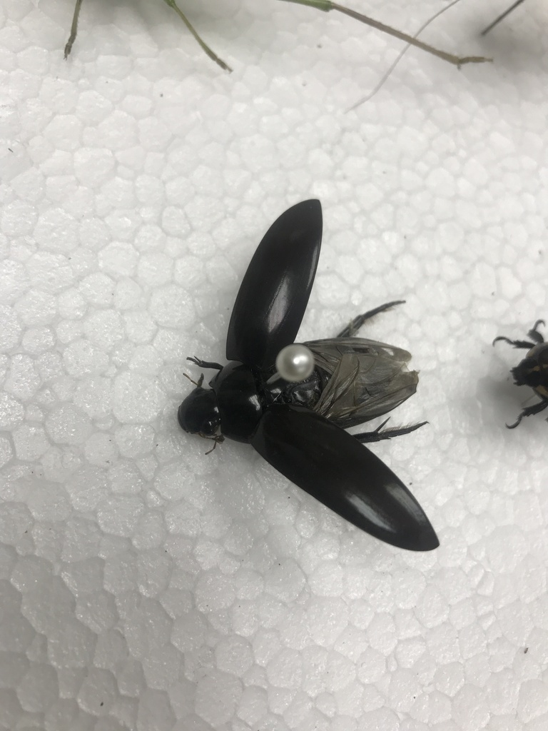 Orthostethus infuscatus from Océano Pacífico, Guayaquil, Guayas, EC on ...