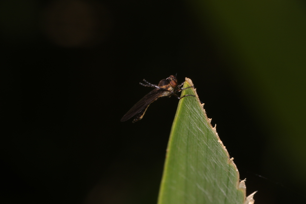 Gnat Ogres from San José Province, Rivas, Costa Rica, Cloudebridge ...