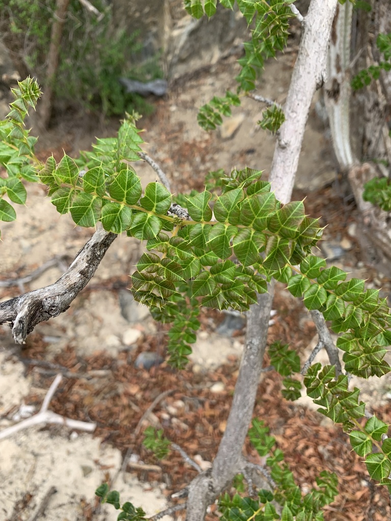Poison Ash from Buck Island Reef National Monument, Christiansted ...