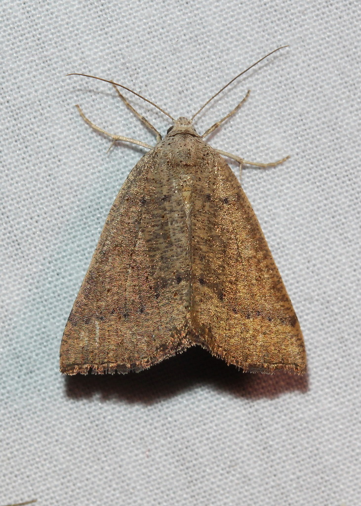 Cape Moths in March 2022 by john lenagan · iNaturalist