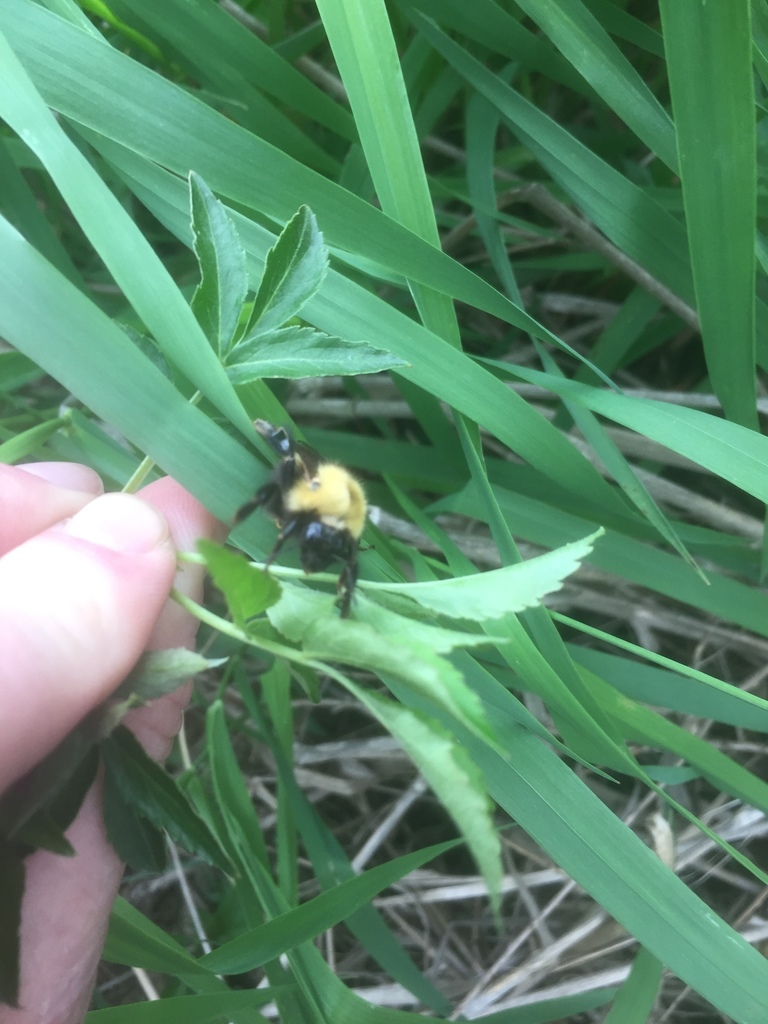 Perplexing Bumble Bee from Summit County, OH, USA on May 18, 2018 at 04 ...