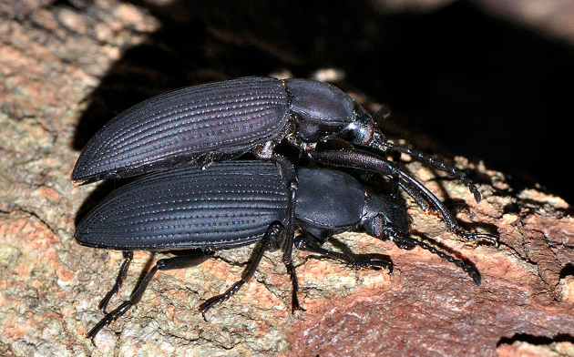 Giant Mealworm Beetle from Saint-Barthélemy on December 10, 2013 at 06: ...