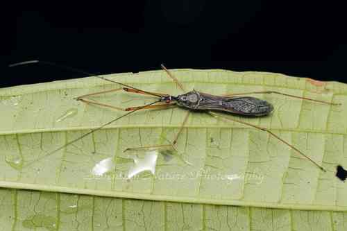 género Endochopsis · NaturaLista Colombia