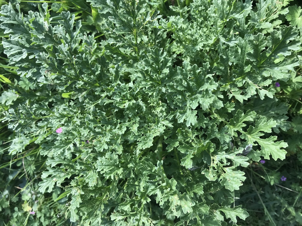 sunflowers, daisies, asters, and allies from 13600–14098 NE 97th Ave ...