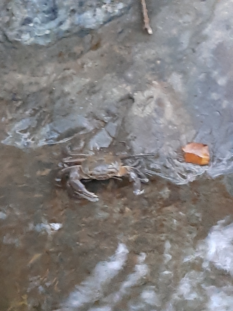 Mediterranean Freshwater Crab in October 2021 by Spi Ros · iNaturalist