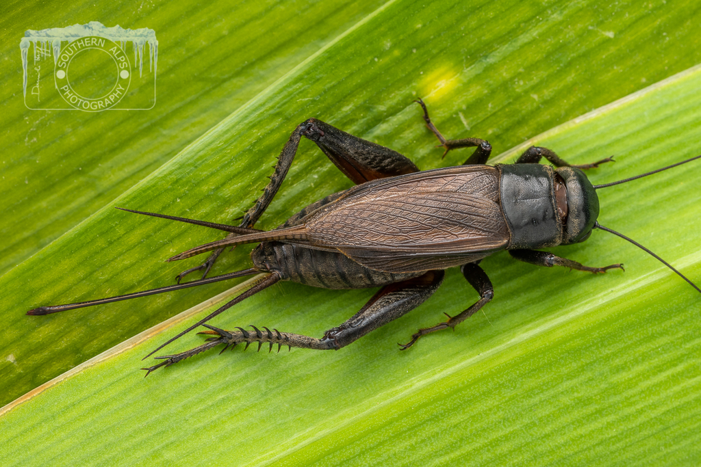 Australian Black Field Cricket from Onamalutu Rd, Blenheim, New Zealand ...