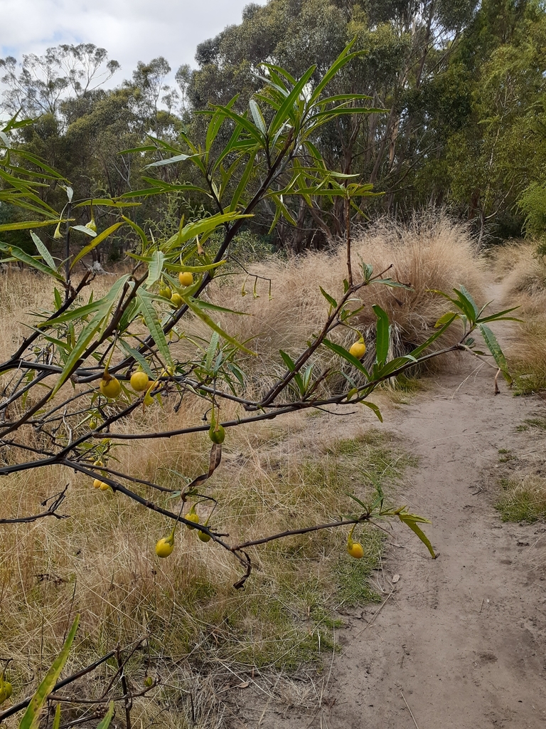 kangaroo-apple from West Hobart TAS 7000, Australia on March 8, 2022 at ...