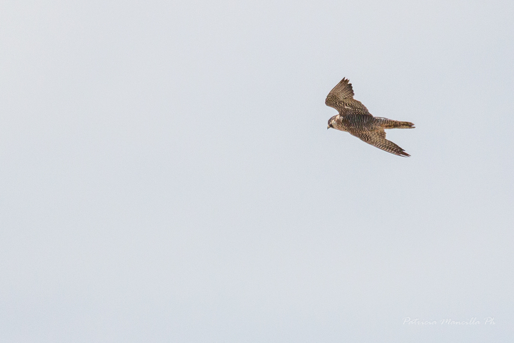 Peregrine Falcon from Río Chico, Santa Cruz, Argentina on February 03 ...