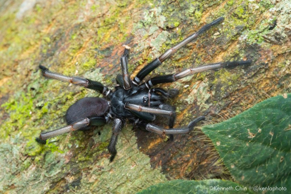 Damarchus workmani from Singapore on February 16, 2022 at 09:19 PM by ...