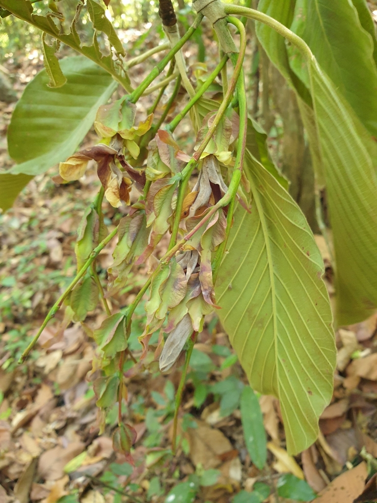 Dipterocarpus bourdillonii in March 2022 by Navendu Page · iNaturalist