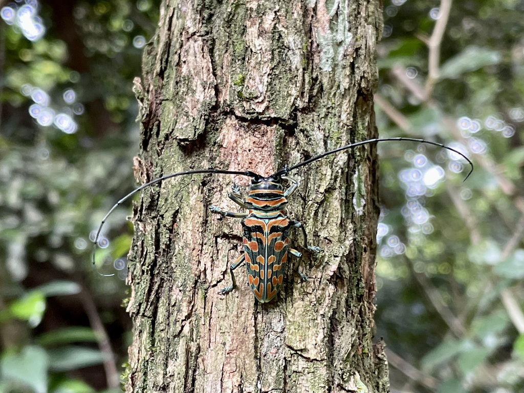 Sternotomis bohemani bohemani from Утхунгулу, Южная Африка on November ...