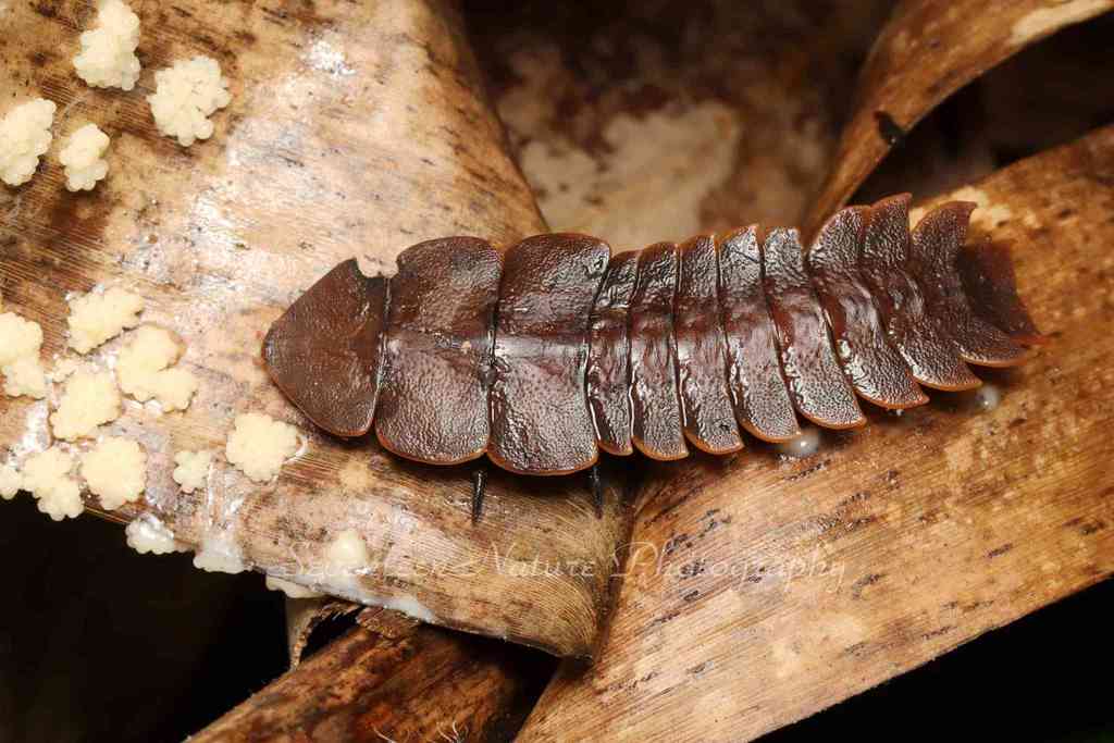Trilobite Beetles from 中国海南省乐东黎族自治县 on February 18, 2022 at 01:17 PM by ...