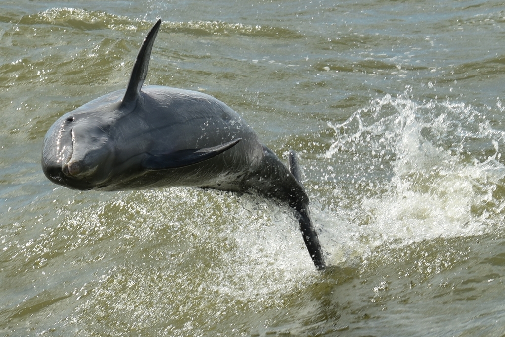 Common Bottlenose Dolphin from Collier County, FL, USA on March 5, 2022 ...