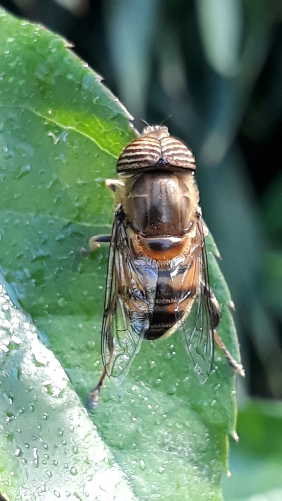 Stripe-eyed Lagoon Fly in March 2022 by Vicky555 · iNaturalist