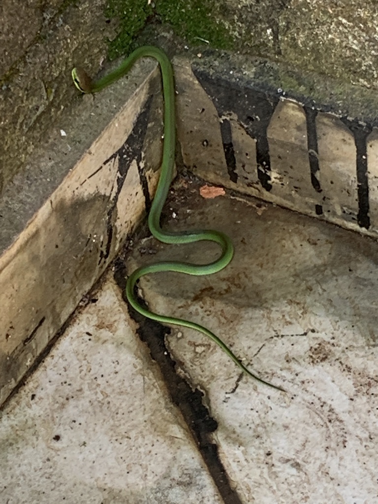 Lichtenstein's Green Racer from Via Ubaldo Lolli, Pirapora do Bom Jesus ...