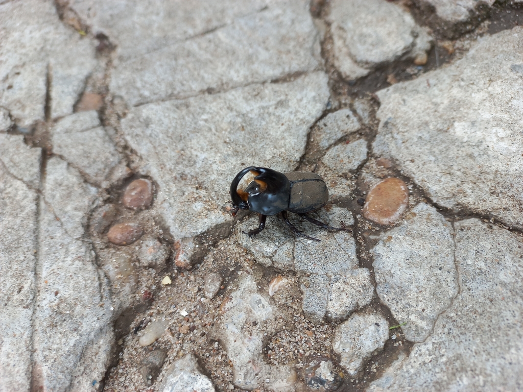 Diloboderus abderus from 55100 Bella Unión, Departamento de Artigas ...
