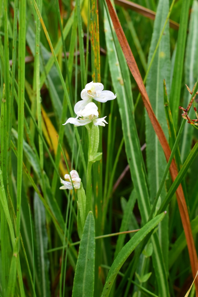 Greenspot Kappie from South Africa on February 26, 2022 at 10:42 AM by ...