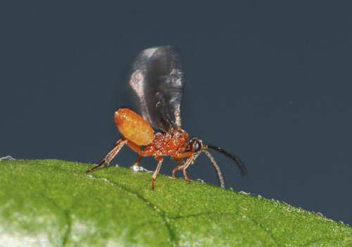 Microplitis chacoensis · iNaturalist