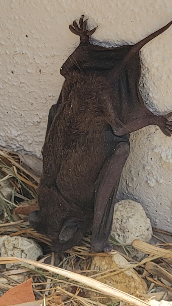 Velvety Free-tailed Bat from Key West, FL 33040, USA on March 8, 2022 ...