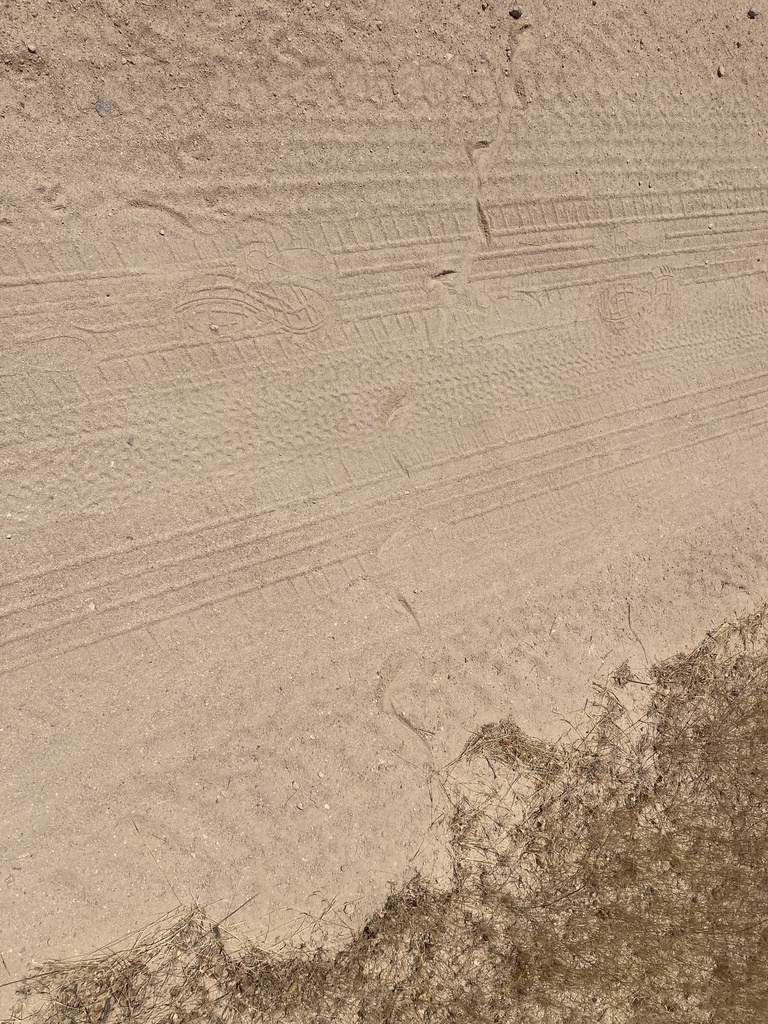 Snakes from Los Cabos, BCS, MX on March 08, 2022 at 12:39 PM by Mark ...