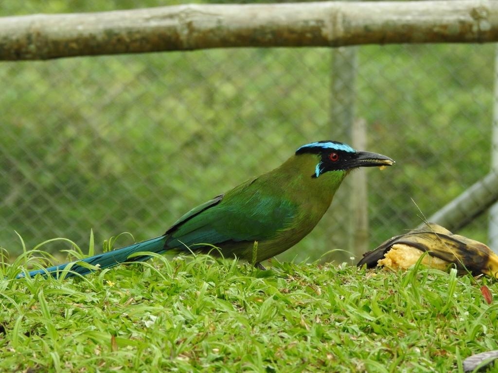 Andean Motmot from Yotoco, Valle Del Cauca, CO on October 08, 2021 at ...