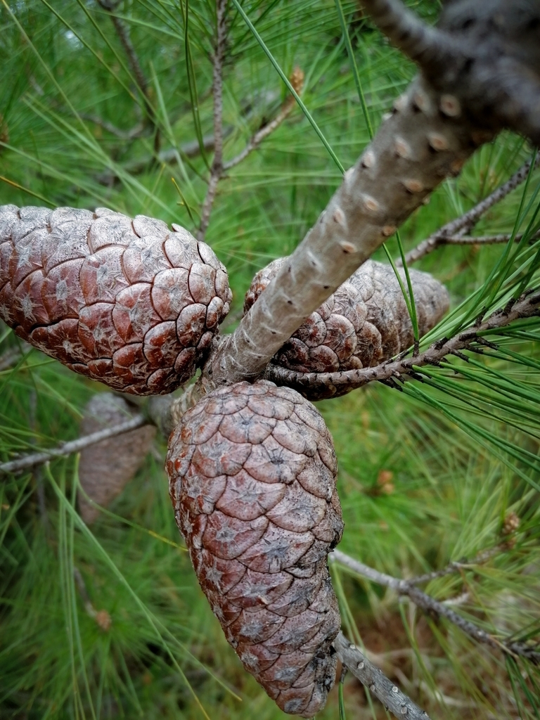 Turkish pine from Τμήμα Αρχιτεκτονικής Τοπίου ΤΕΙ Καβάλας, Δράμα 661 00 ...