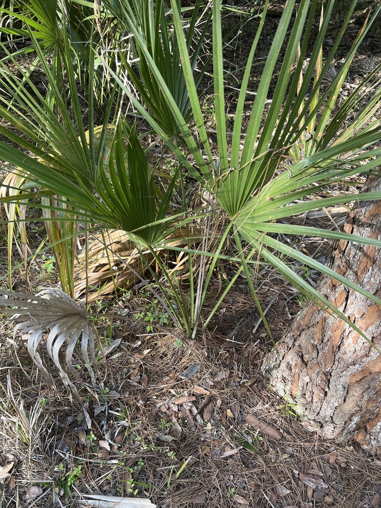 Dwarf Palmetto from Helmsman Way, Palm Harbor, FL, US on March 8, 2022 ...