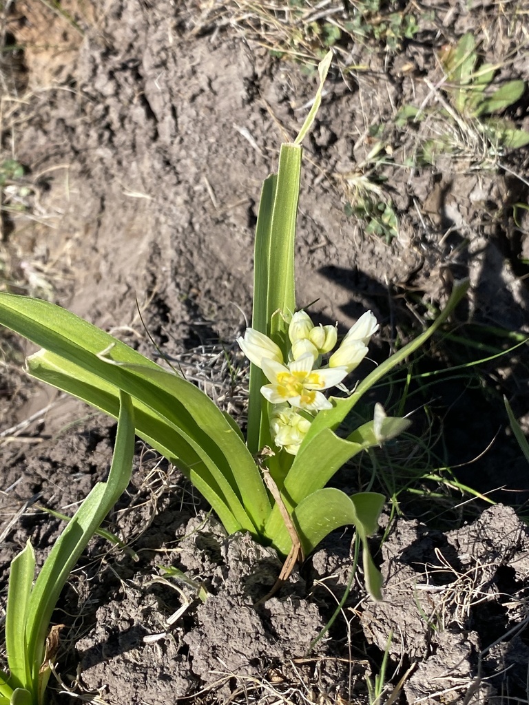 Common star lily from Chico, CA, US on March 08, 2022 at 12:56 PM by ...