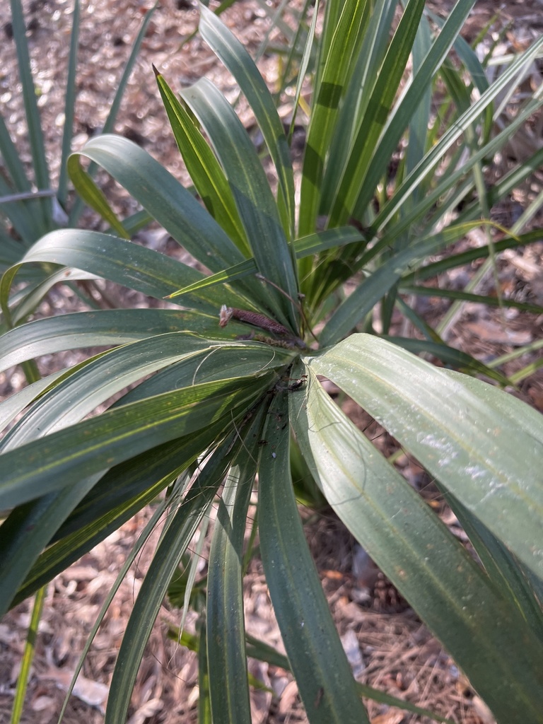 Dwarf Palmetto from John Chesnut Sr. Park, Palm Harbor, FL, US on March ...