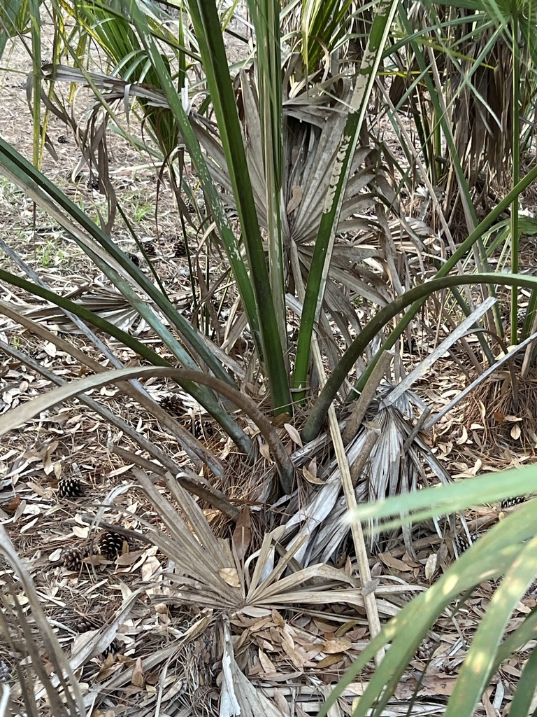 Palmettos from John Chesnut Sr. Park, Palm Harbor, FL, US on March 8 ...