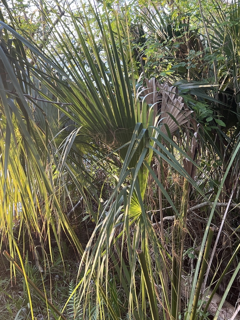 Palmettos from Lake Tarpon, Palm Harbor, FL, US on March 8, 2022 at 06: ...