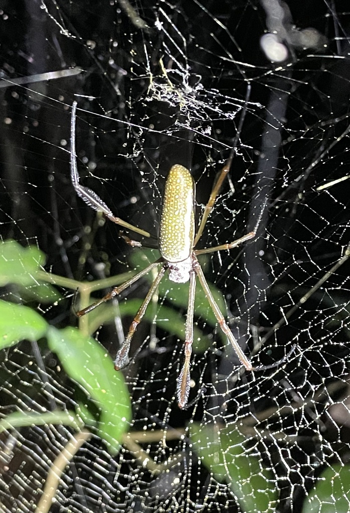 Golden Silk Spider in February 2022 by Artur Tomaszek · iNaturalist