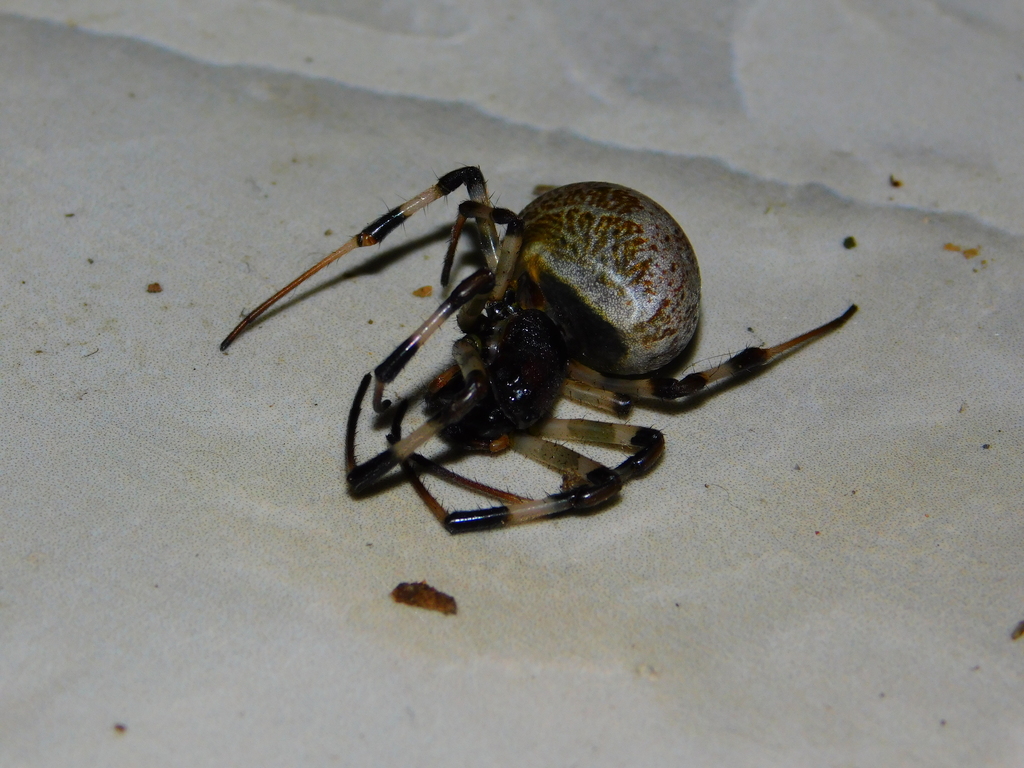 Asian Hermit Spider from Kabupaten Sukabumi, Jawa Barat, Indonesia on ...
