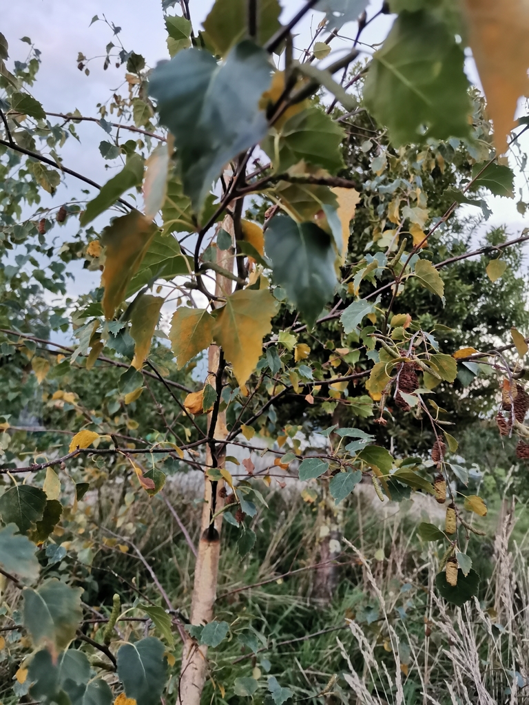 rust fungi from Woodside, New Zealand on March 09, 2022 at 07:47 PM by ...