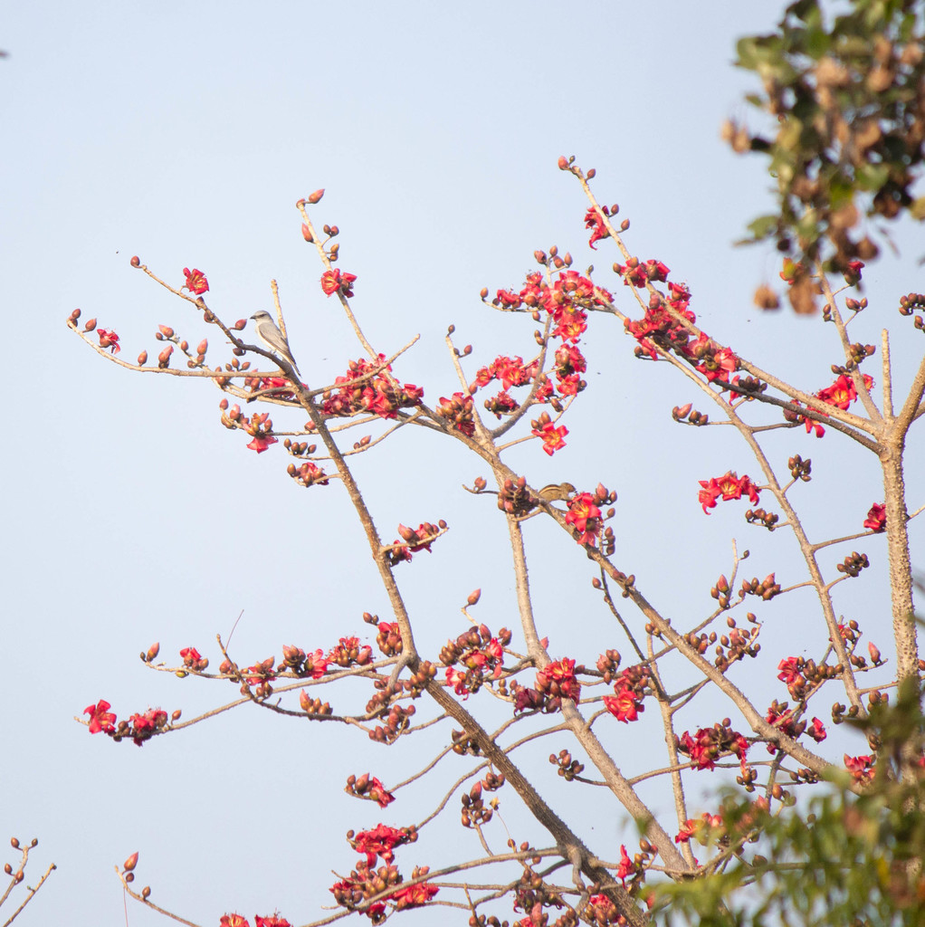Red Silk Cotton Tree from Chittoor, Andhra Pradesh, India on February ...
