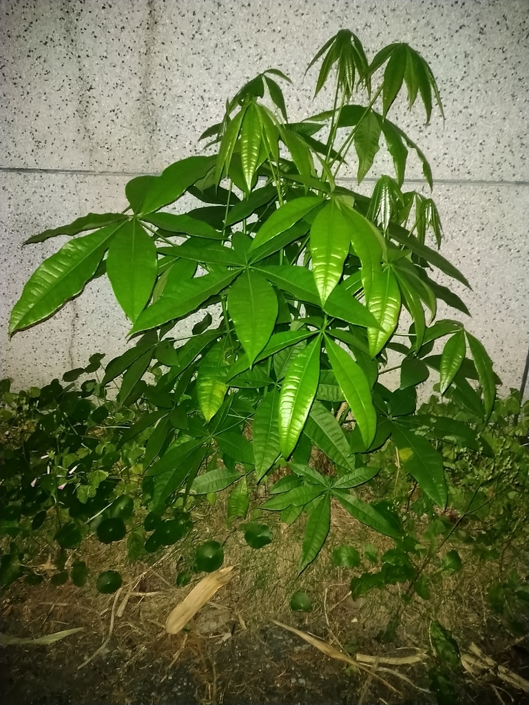 Pachira in March 2022 by Yanyan Lai · iNaturalist