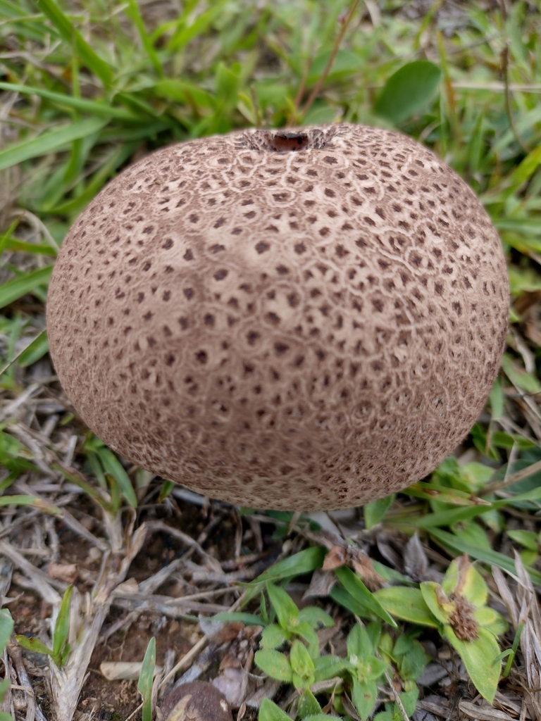 Purple-spored Puffball from Quilombo on March 09, 2022 at 12:36 PM by ...