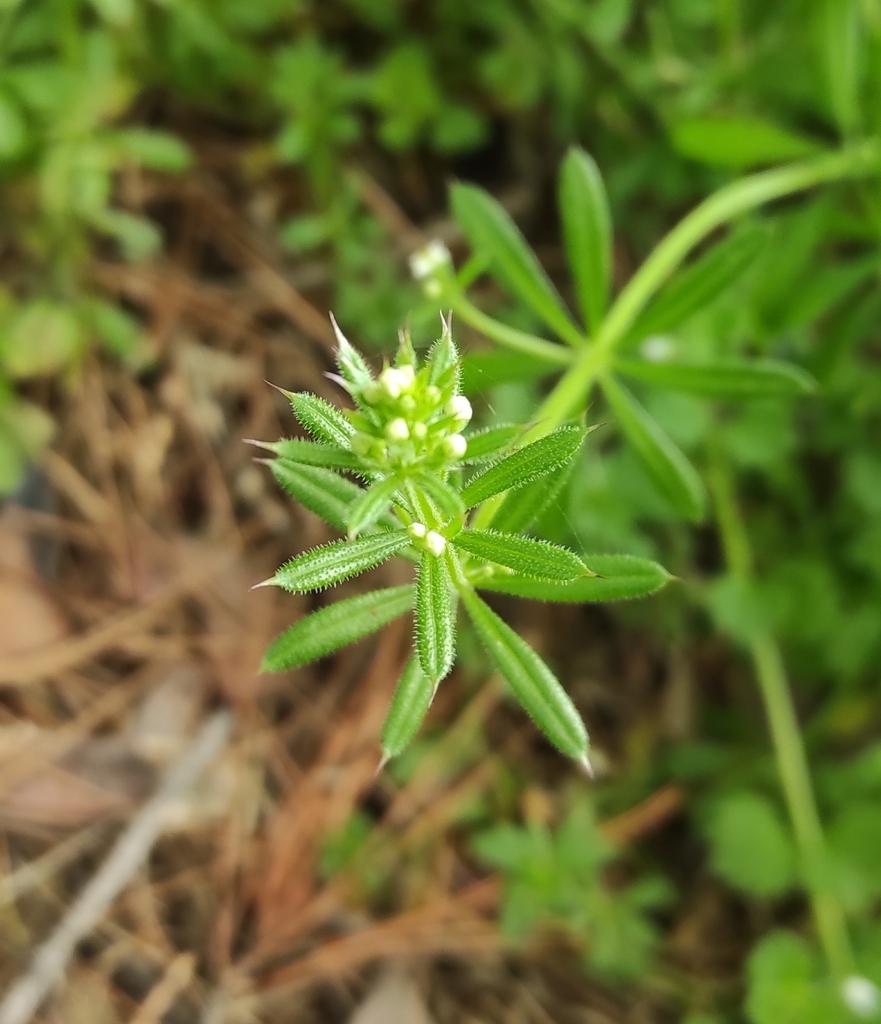 Galium