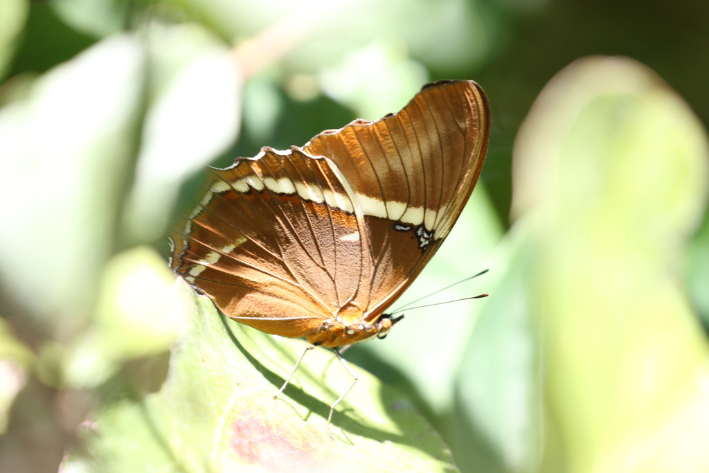 Rusty-tipped Page from San José Province, Rivas, Costa Rica ...