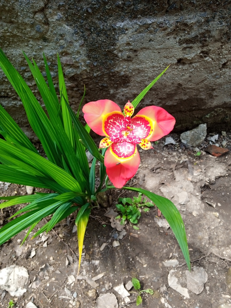 Tiger flower from 170902, Ecuador on March 9, 2022 at 06:28 PM by ...