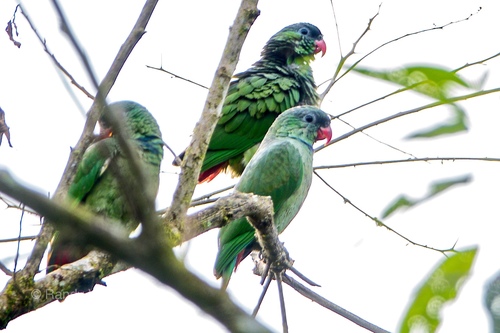 Coral Billed Pionus