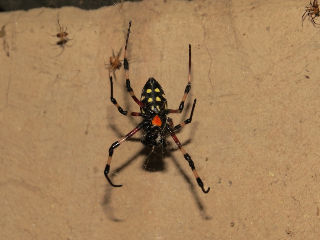 African Hermit Spider from uMshwathi Local Municipality, South Africa ...